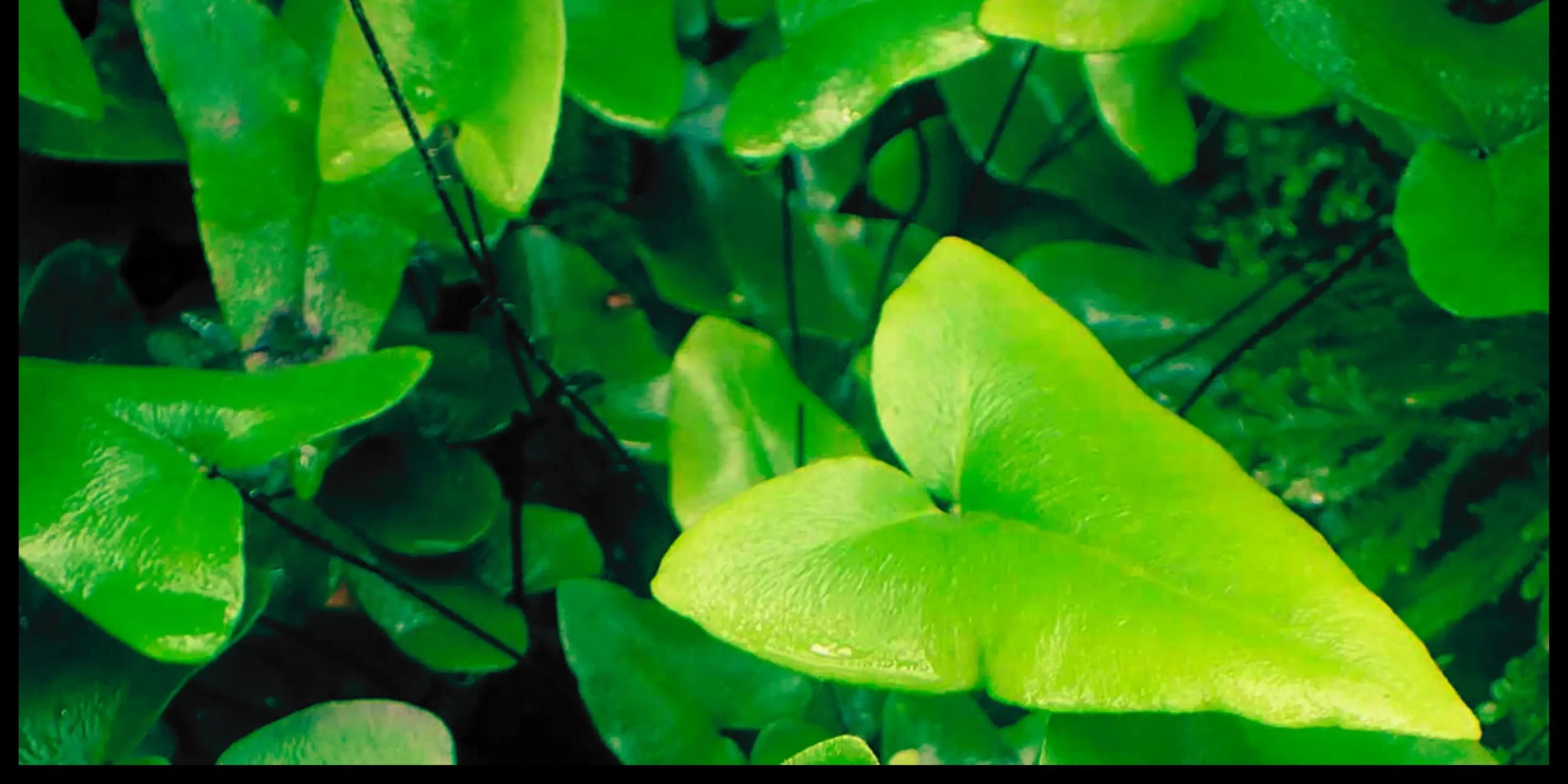 Hemionitis Arifolia Heart Leaf Fern: Caring Tips & Benefits - Terrarium ...
