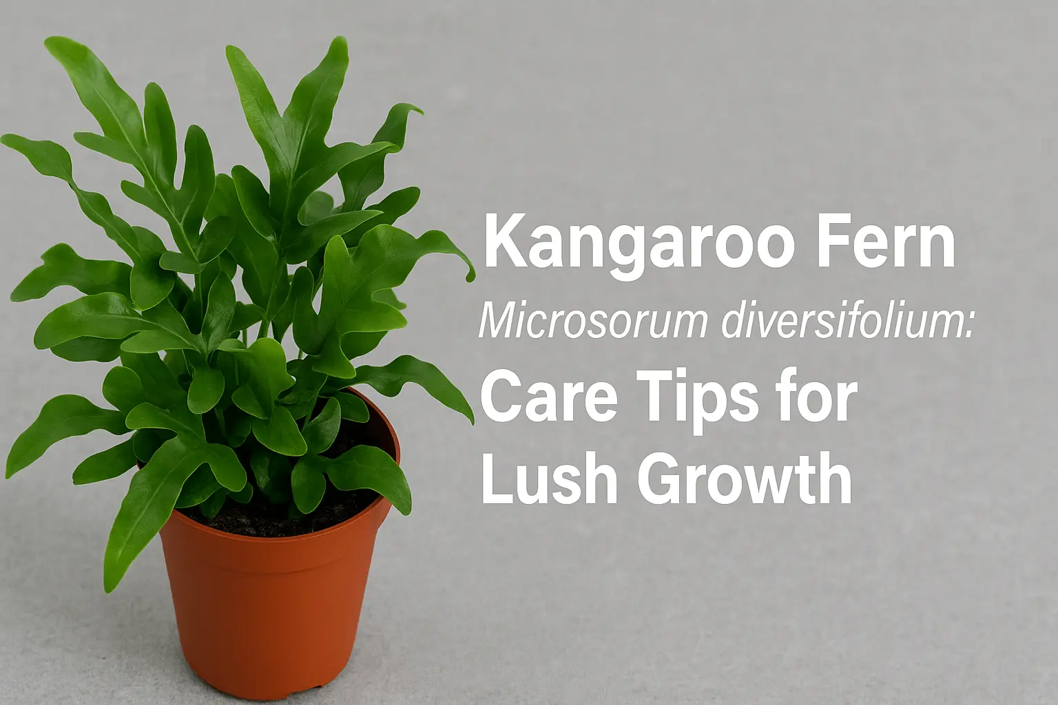 Kangaroo Fern Microsorum Diversifolium: Care Tips for Lush Growth ...
